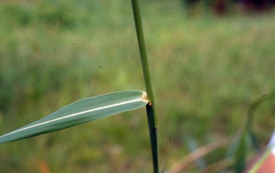Johnson Grass Seed Head